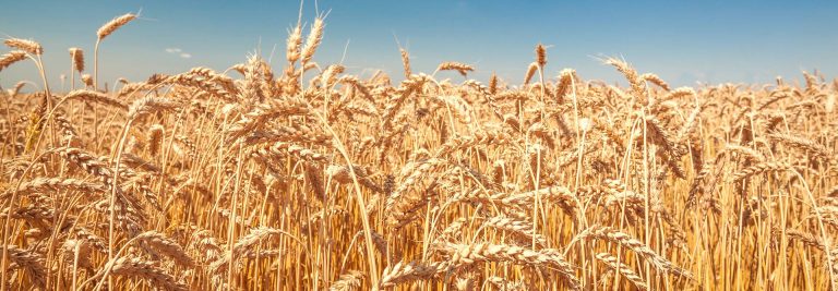 Food industry | Kinno